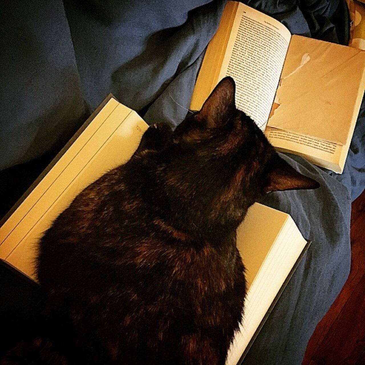 12 High-Brow Cats Who Think They're Smarter Than You - The Dodo