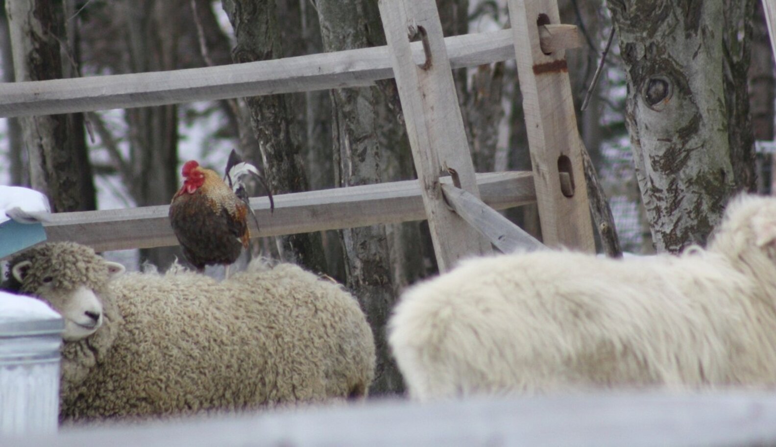 One Rooster's Snow-Day Solution:Take the Sheep Train! - The Dodo