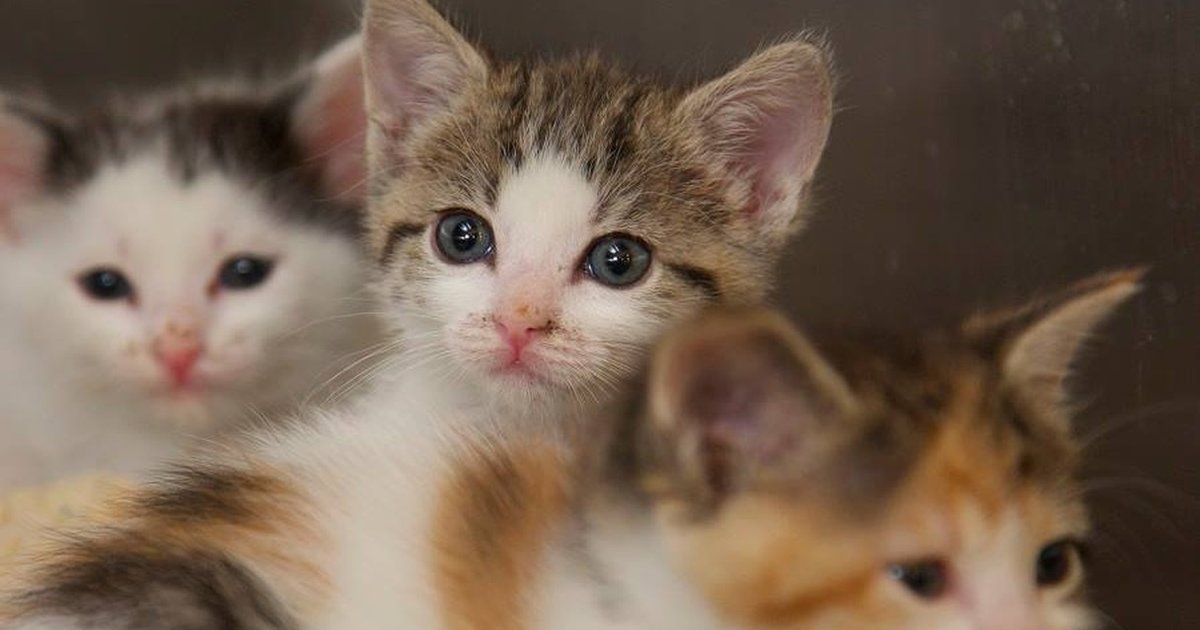 Kittens Are Coming This Spring ... 20 Million Of Them - The Dodo