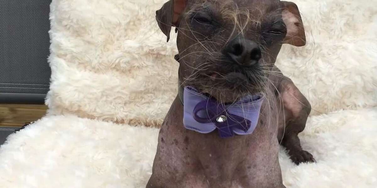 Dog With Dementia Gets The Best Bucket List - The Dodo