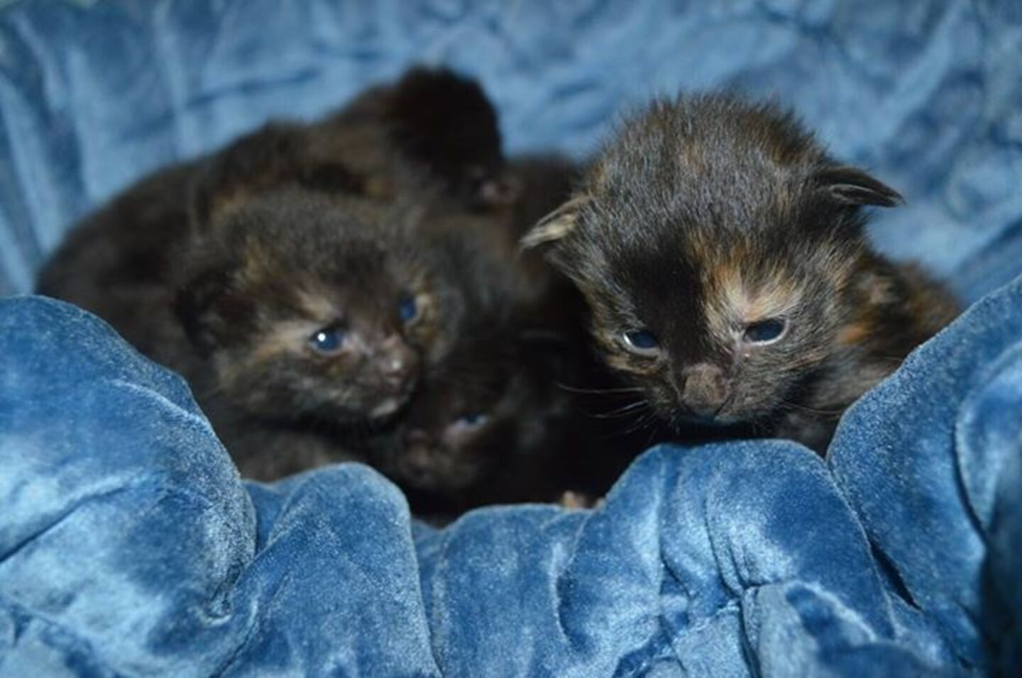 Kittens Are Coming This Spring ... 20 Million Of Them - The Dodo