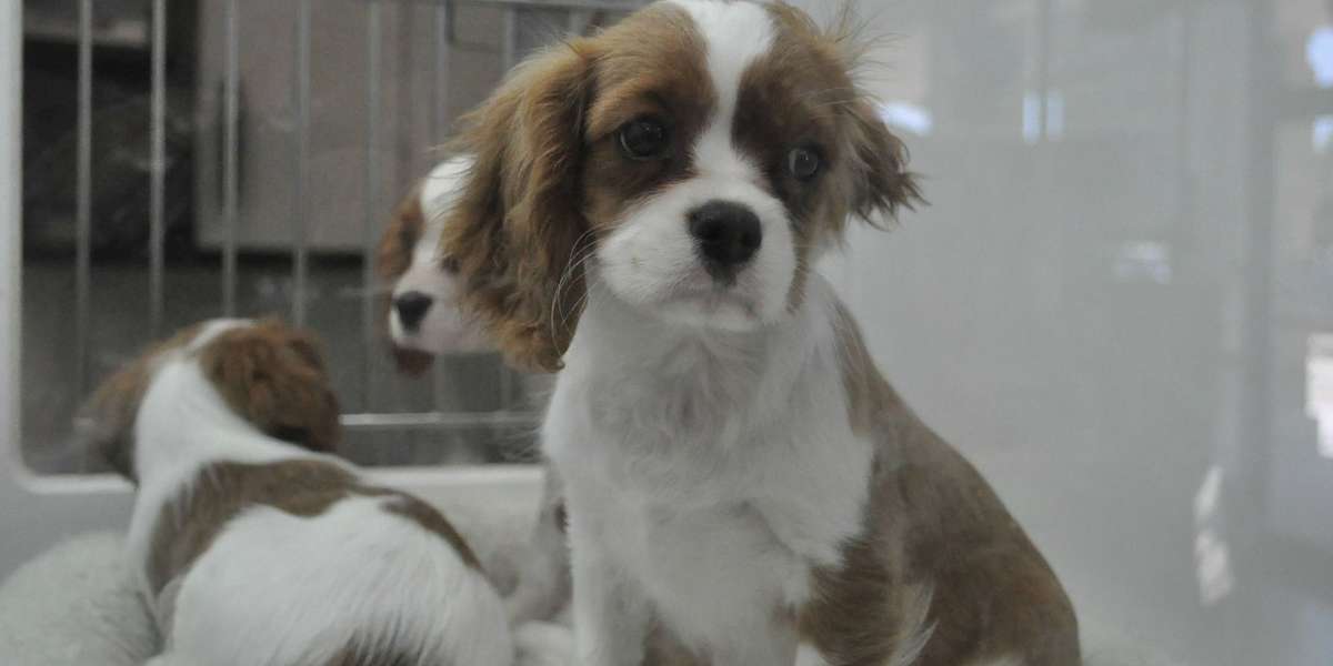 Puppy Mills Take A Hit As Pet Stores Required To Sell Rescue Dogs Only ...