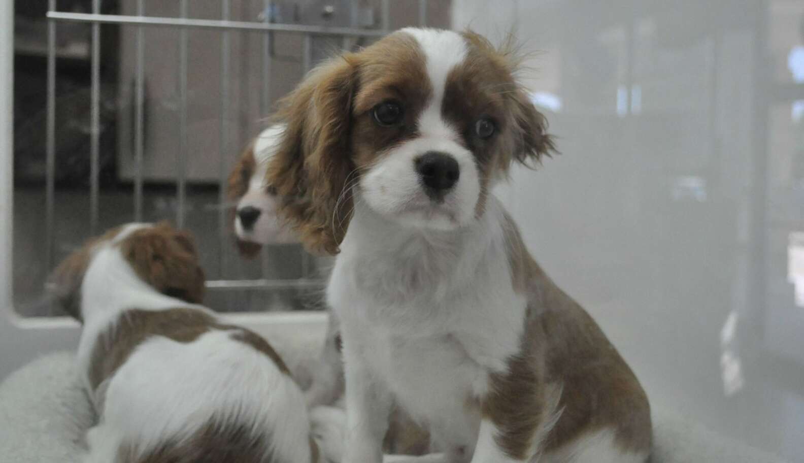 Puppy Mills Take A Hit As Pet Stores Required To Sell Rescue Dogs Only puppy-mills-take-a-hit-as-pet-stores-required-to-sell-rescue-dogs-only