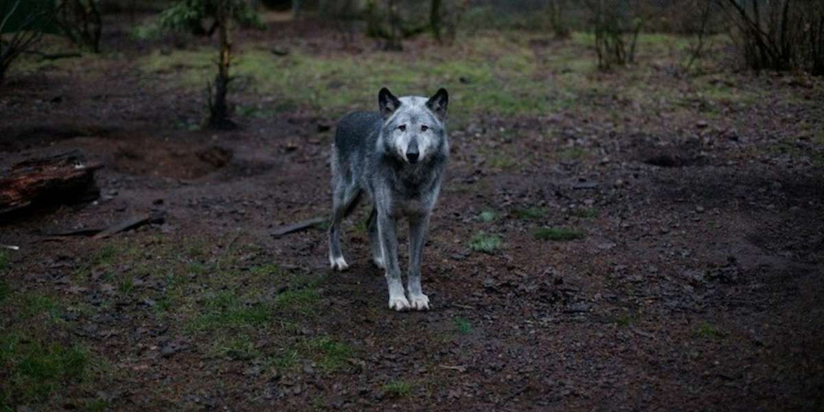 Story Behind The Shot: Wolf Haven - The Dodo