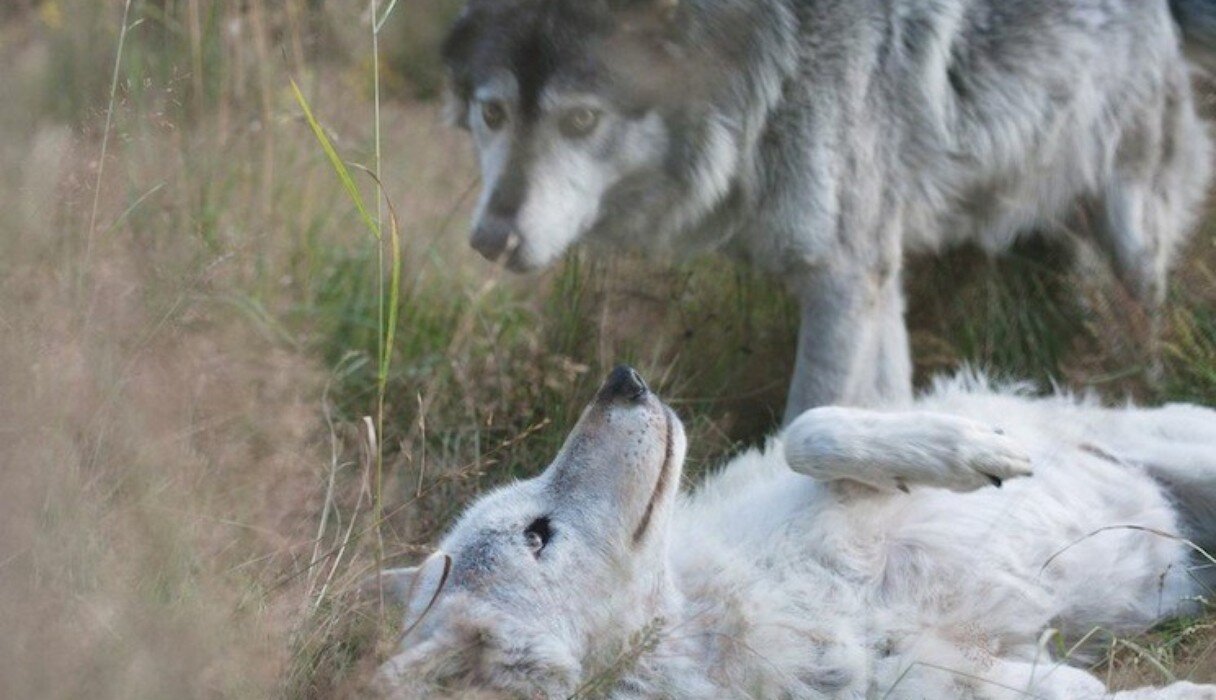 Story Behind The Shot: Wolf Haven - The Dodo