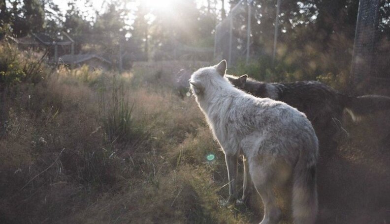 Story Behind The Shot: Wolf Haven - The Dodo