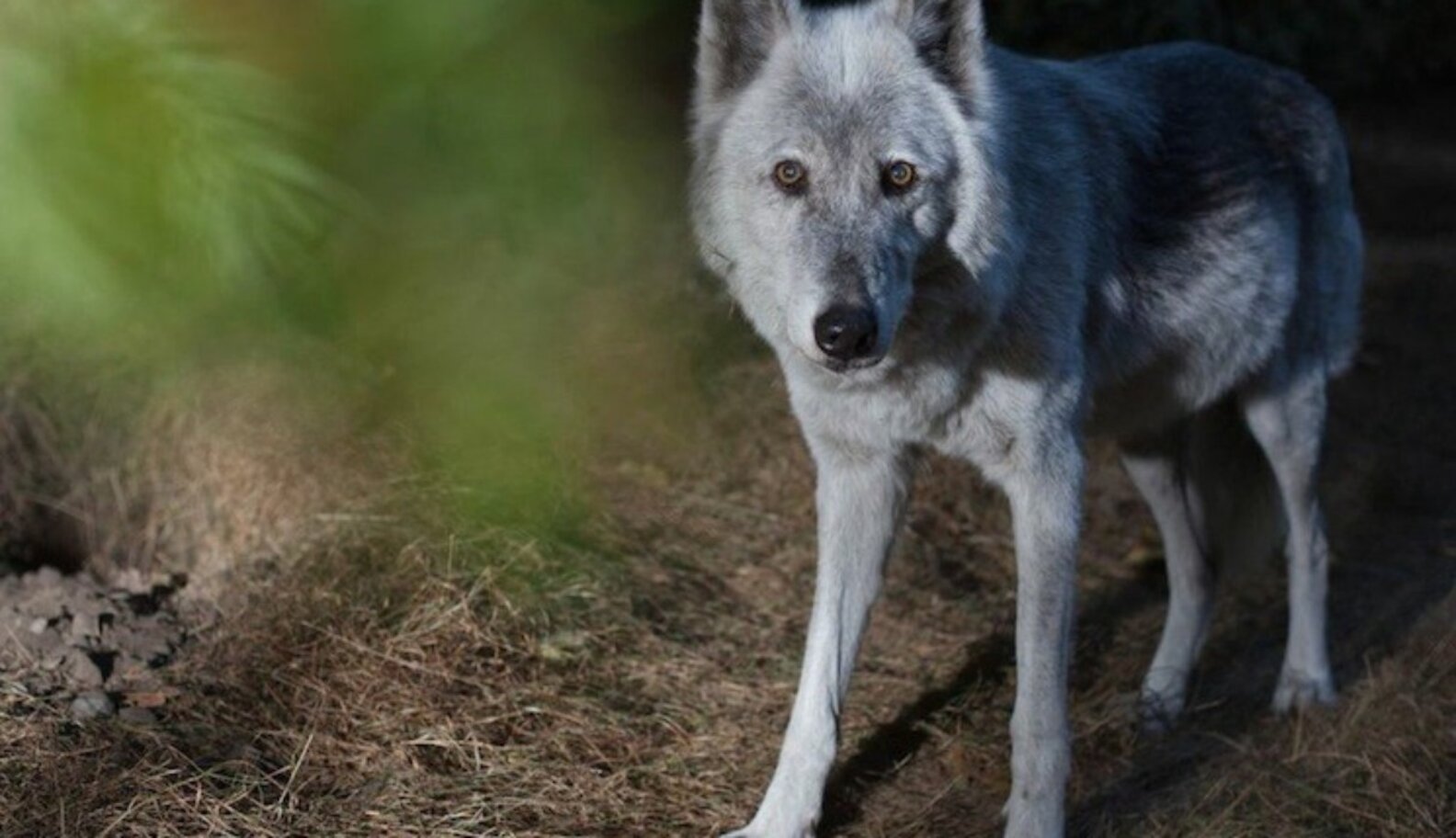 Story Behind The Shot: Wolf Haven - The Dodo