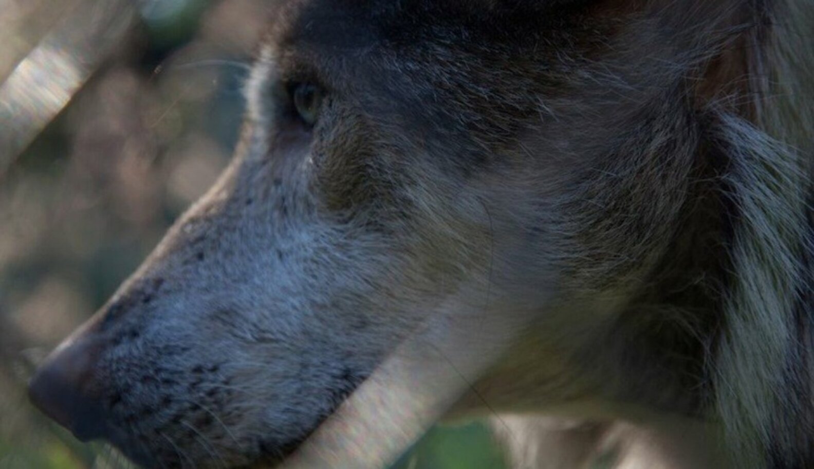 Story Behind The Shot: Wolf Haven - The Dodo