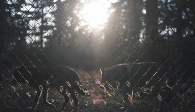 Story Behind The Shot: Wolf Haven - The Dodo