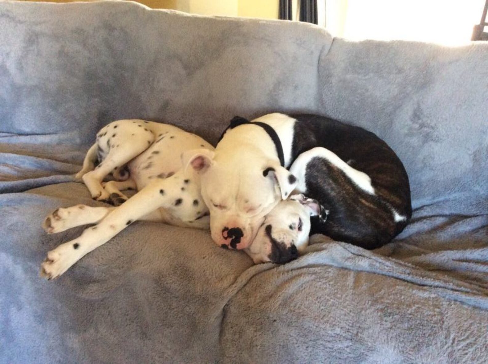 Rescue Dogs Find Comfort In Each Other - The Dodo