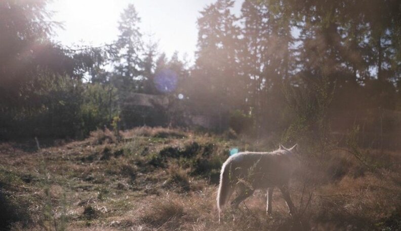 Story Behind The Shot: Wolf Haven - The Dodo