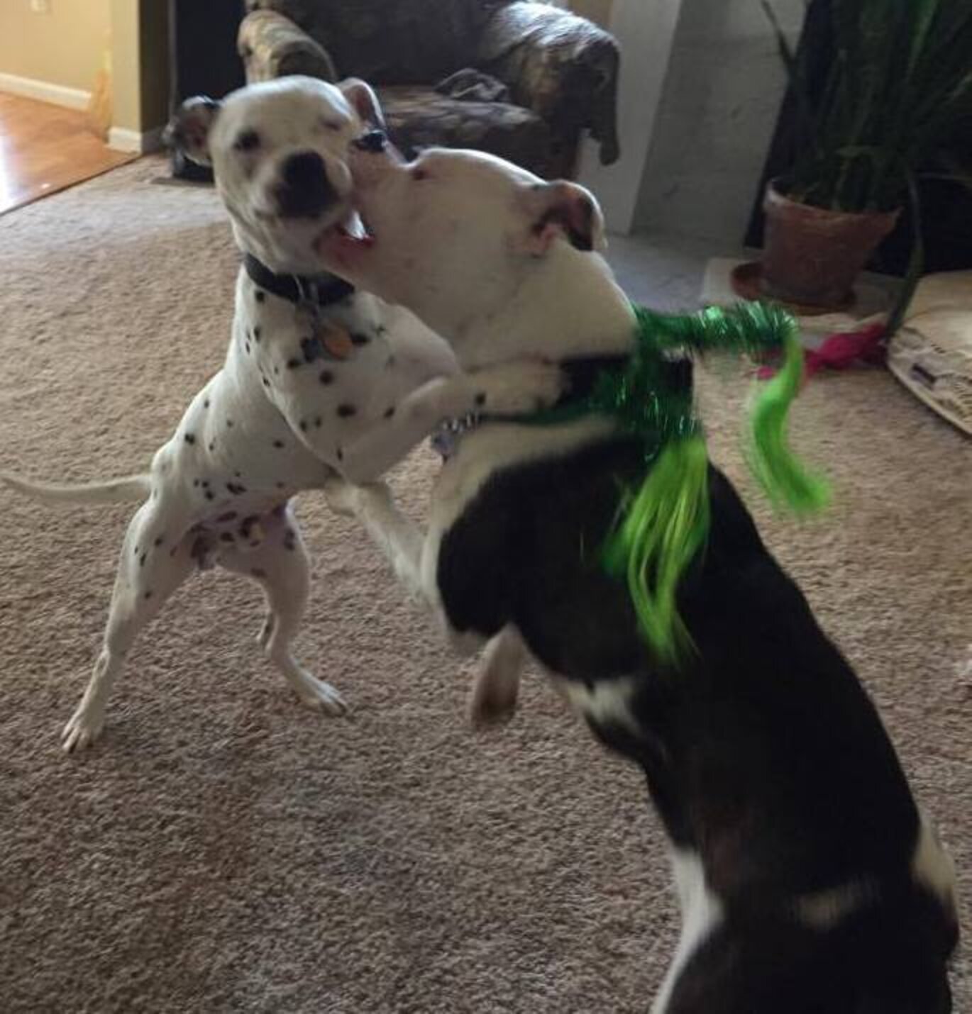 Rescue Dogs Find Comfort In Each Other - The Dodo