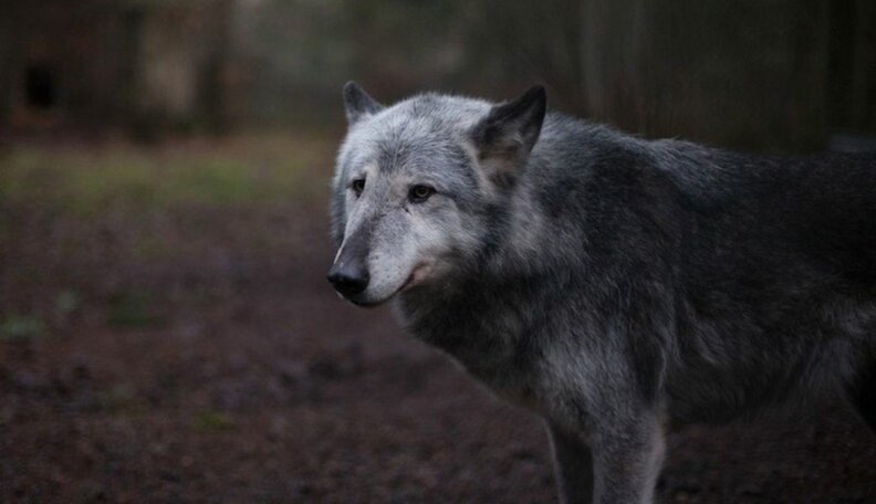 Story Behind The Shot: Wolf Haven - The Dodo
