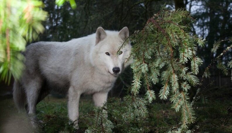 Story Behind The Shot: Wolf Haven - The Dodo