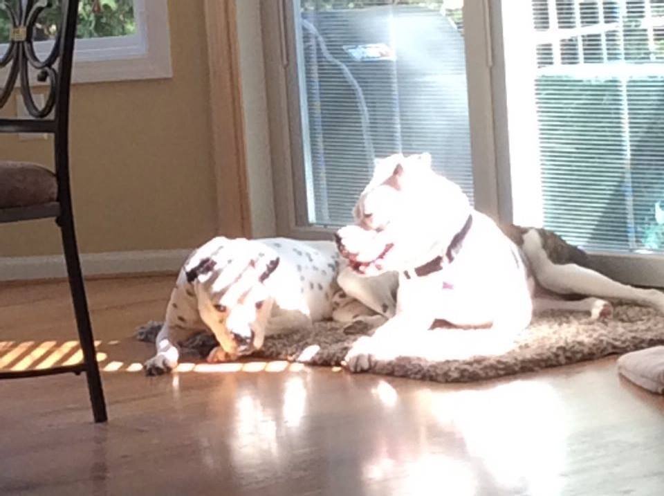 Rescue Dogs Find Comfort In Each Other - The Dodo