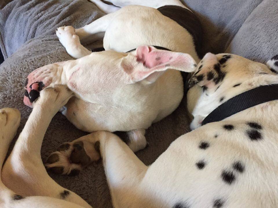 Rescue Dogs Find Comfort In Each Other - The Dodo