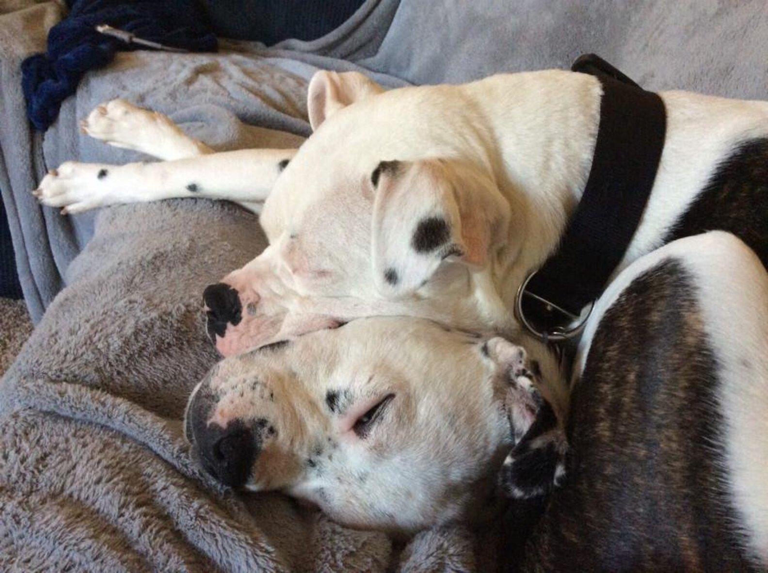 Rescue Dogs Find Comfort In Each Other - The Dodo