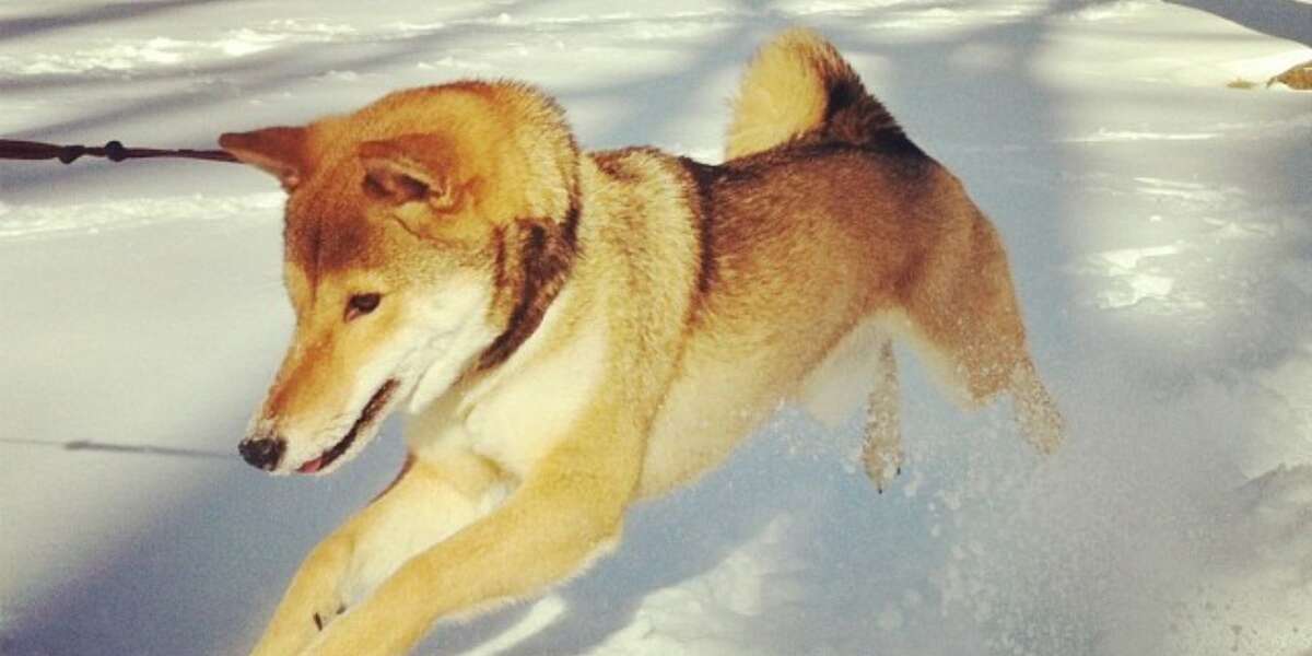 Yummy's first snow. #SnowDogs - The Dodo