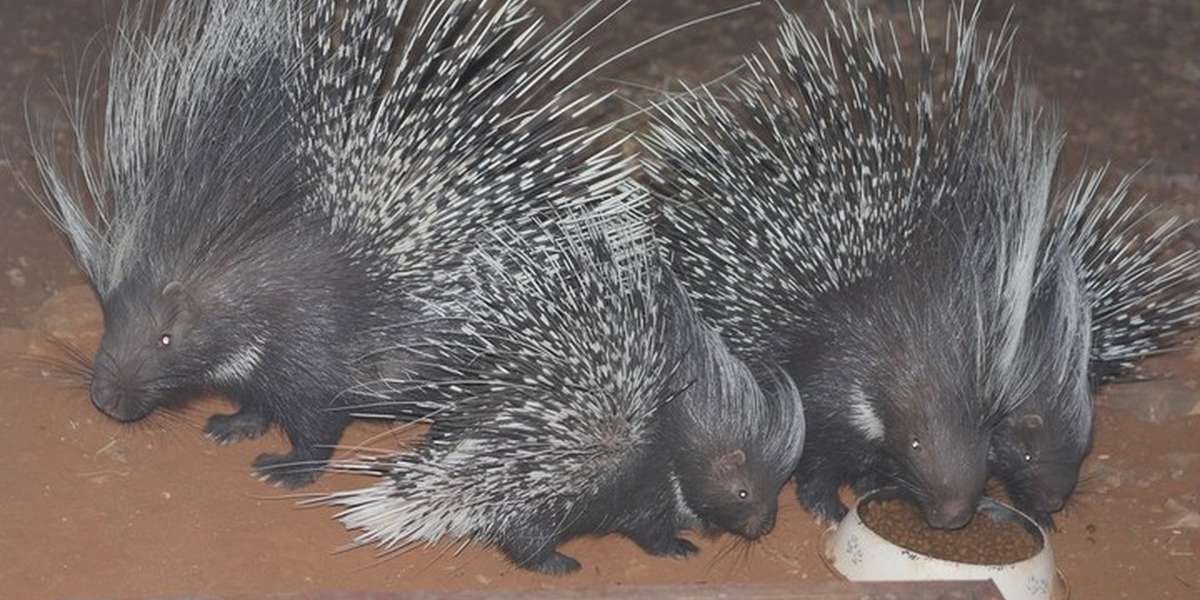 Wild Porcupine Brings His Babies To Meet The Woman Who Saved Him - The Dodo