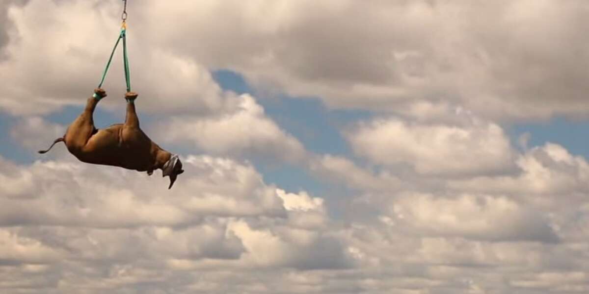 5 Flightless Animals Who've Taken Flight To Save Their Species - The Dodo