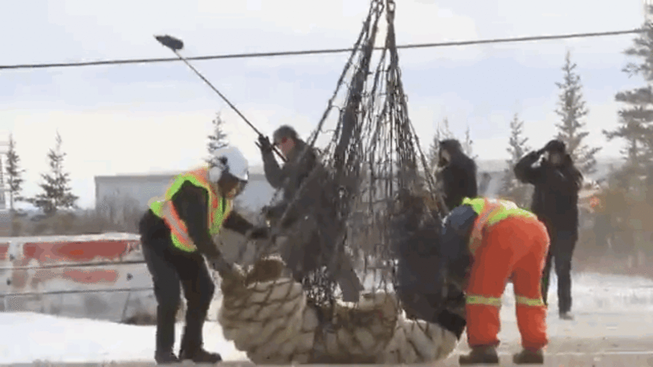 5 Flightless Animals Who've Taken Flight To Save Their Species - The Dodo