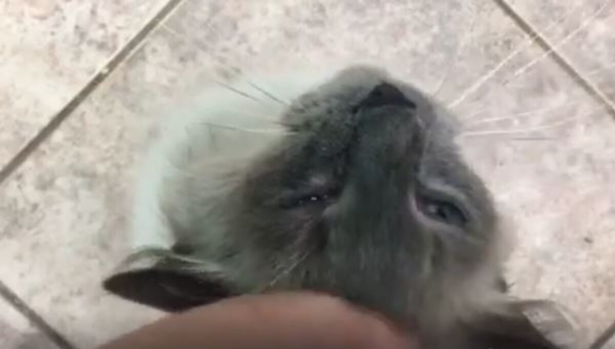 Cat Who Got Shot In Back Loves His New Dog BFF - The Dodo