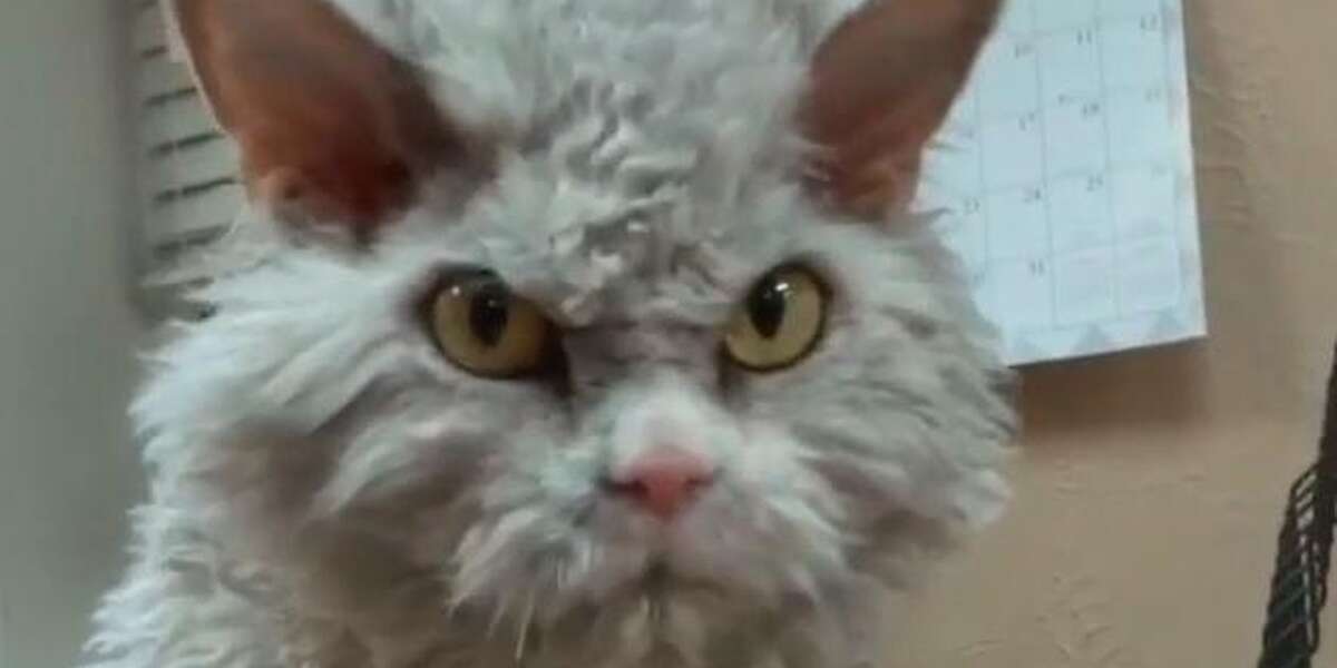 Office Cat Has Some Serious Attitude — But His Coworkers Think He’s ...