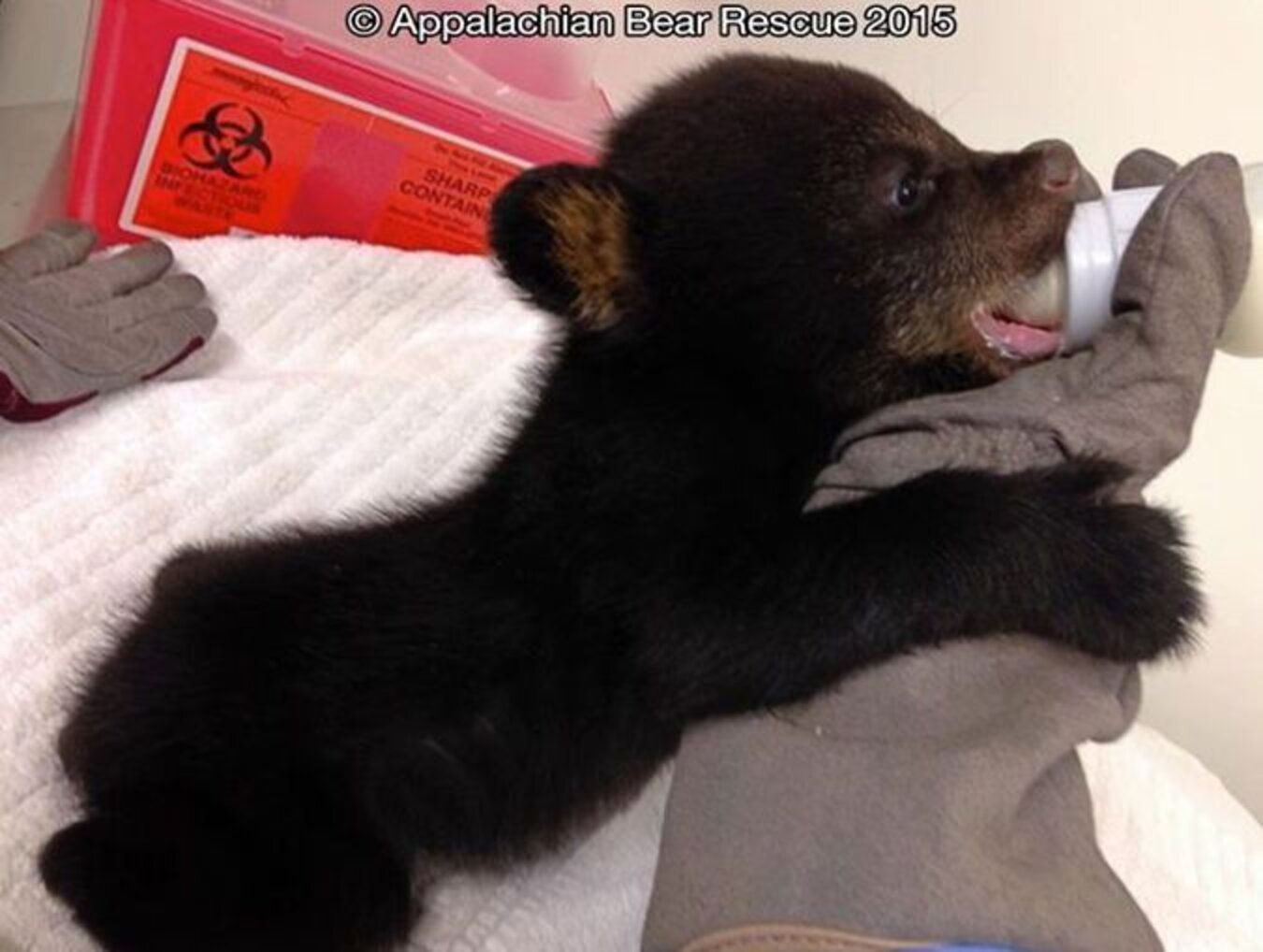 17 Adorable, Teeny-Tiny Animals Who Were Rescued This Spring - The Dodo