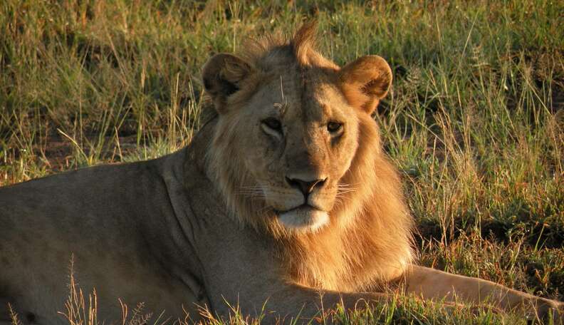 Americans Are Complicit In Driving Lions To Extinction - The Dodo Americans Are Complicit In Driving Lions To Extinction - The Dodo