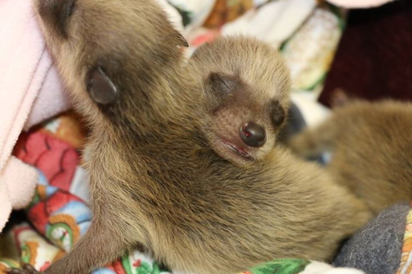 17 Adorable, Teeny-Tiny Animals Who Were Rescued This Spring - The Dodo