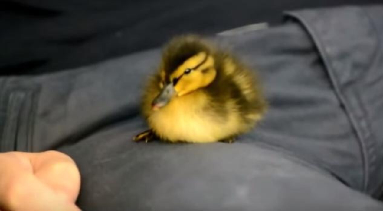 Rescued Duckling Won't Let His New Family Out Of His Sight ... Ever ...