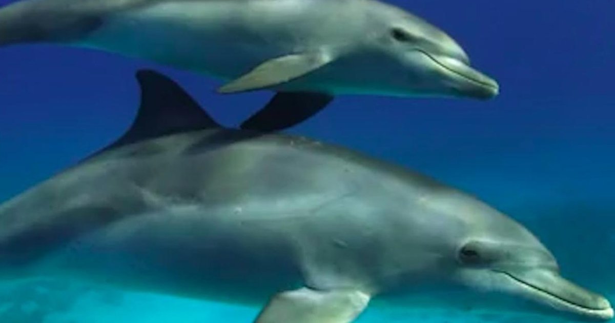 Dolphins Teach Their Babies Their Signature Whistles In The Womb - The Dodo