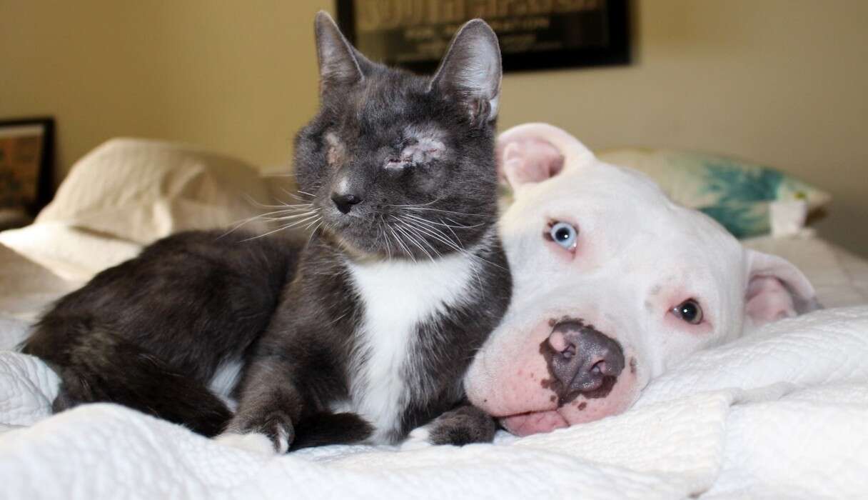 Are Pitbulls Good With Cats
