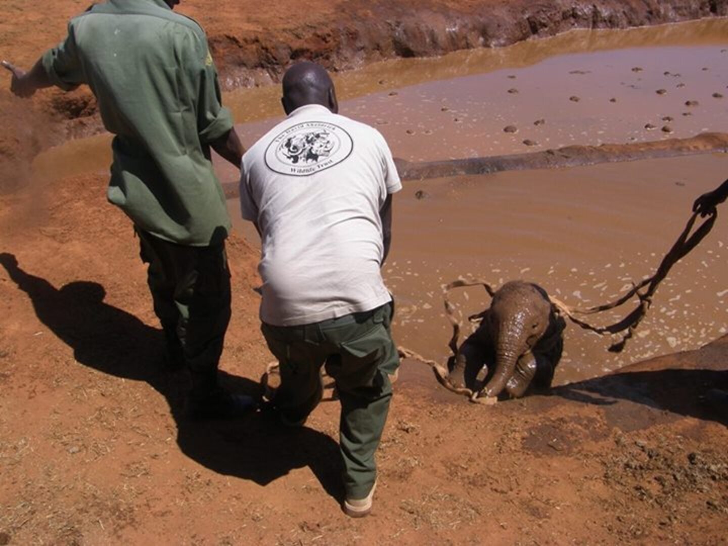 Helpless Elephants Trust People To Save Their Drowning Baby - The Dodo