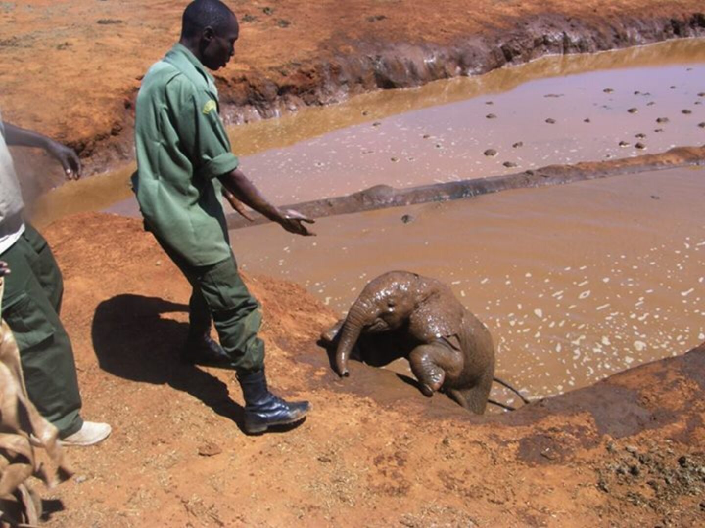 Helpless Elephants Trust People To Save Their Drowning Baby - The Dodo
