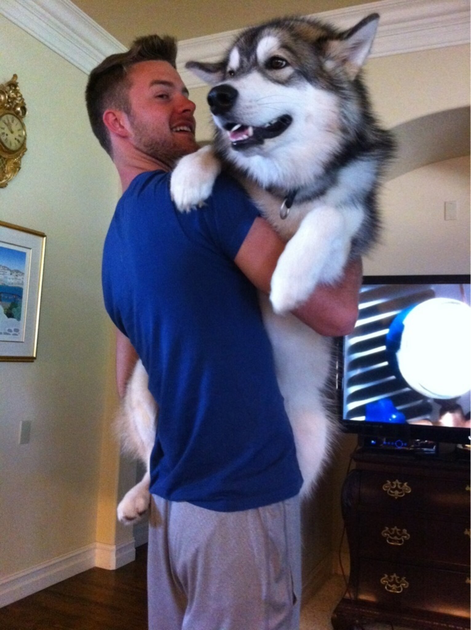 15 Enormous Dogs Who Are Actually Just Big Babies - The Dodo