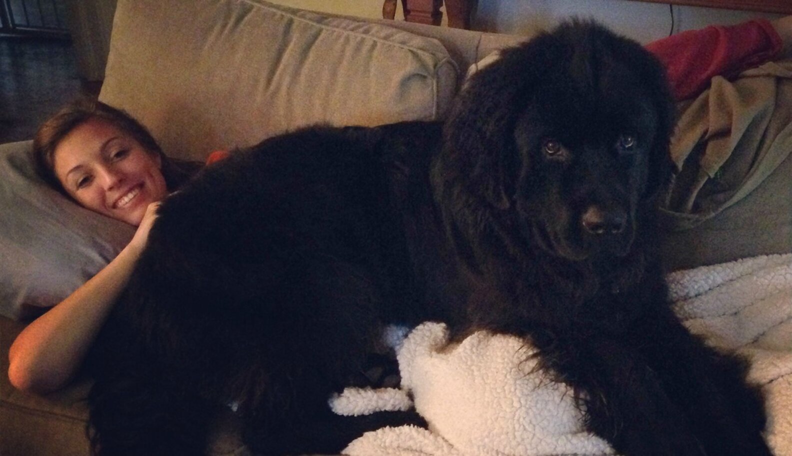 15 Enormous Dogs Who Are Actually Just Big Babies - The Dodo