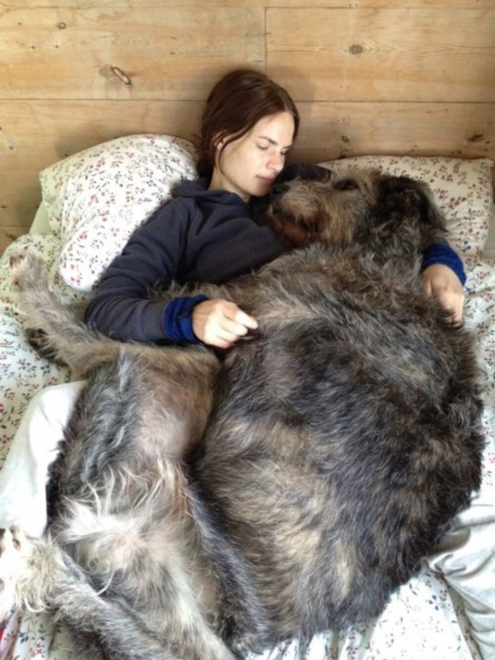 15 Enormous Dogs Who Are Actually Just Big Babies - The Dodo