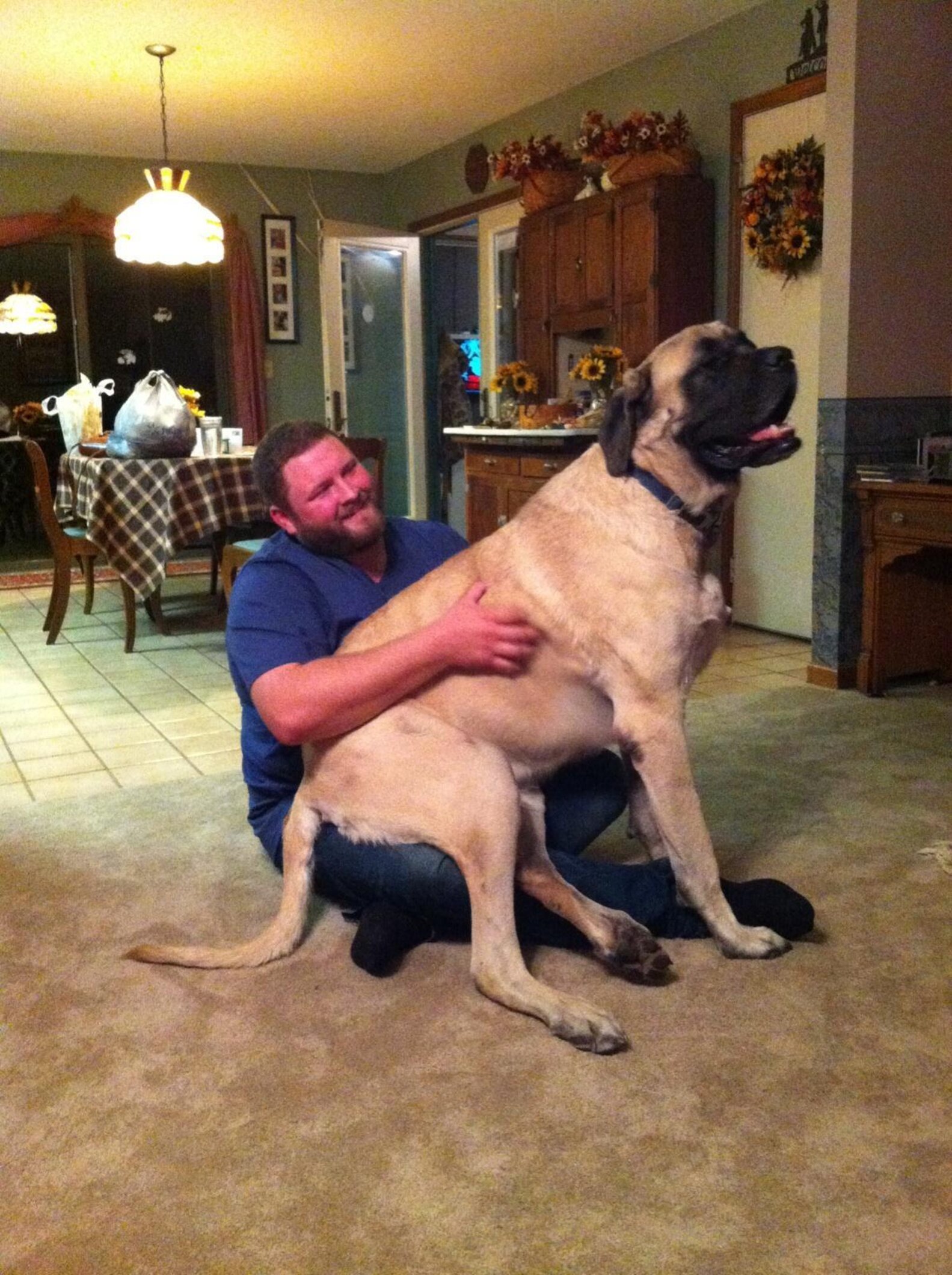 15 Enormous Dogs Who Are Actually Just Big Babies - The Dodo