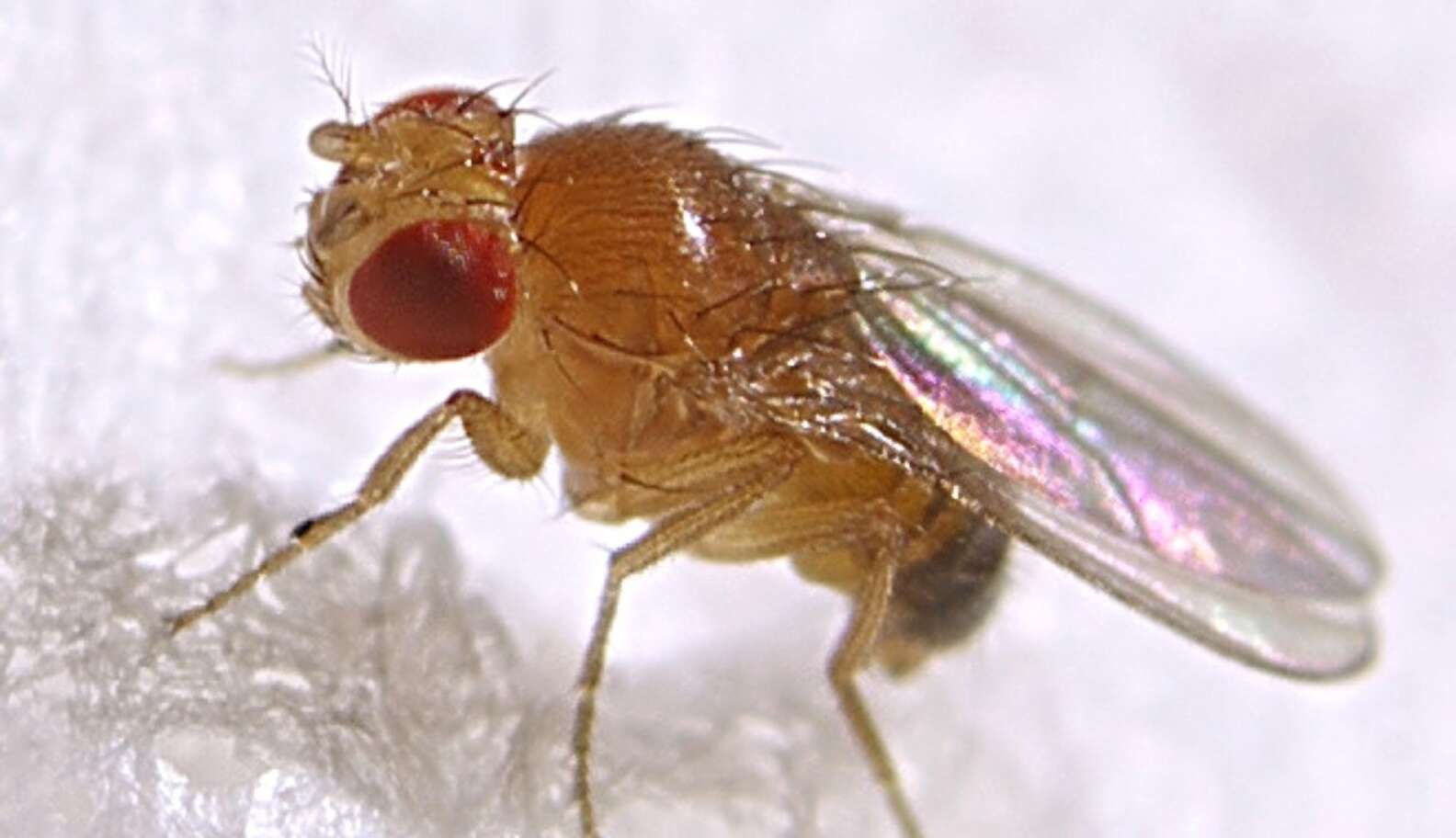 Love The Smell Of Beer? You Might Be A Fruit Fly - The Dodo
