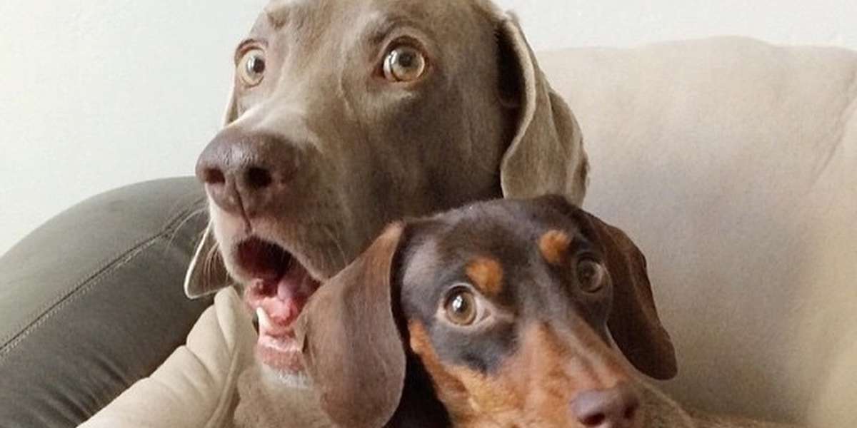 The Cutest Pet Friendships On Instagram - The Dodo