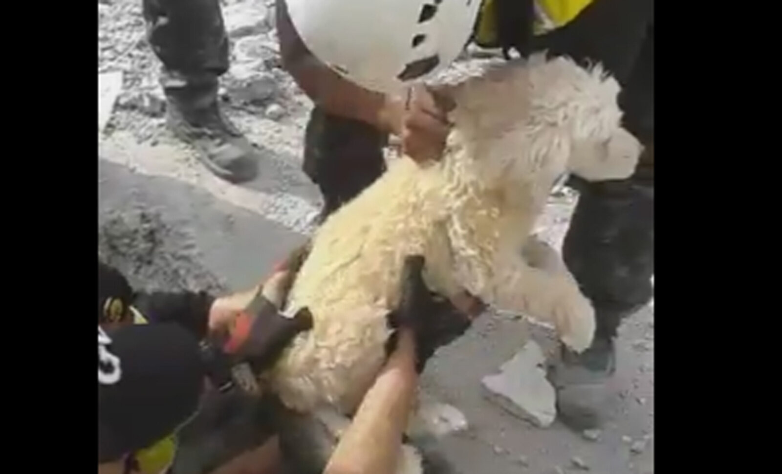 Dog Buried In Earthquake Rubble Makes It Out Alive - The Dodo