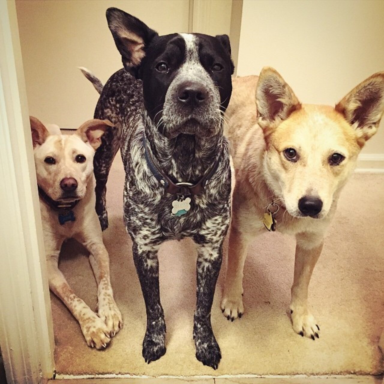 The Cutest Pet Friendships On Instagram - The Dodo