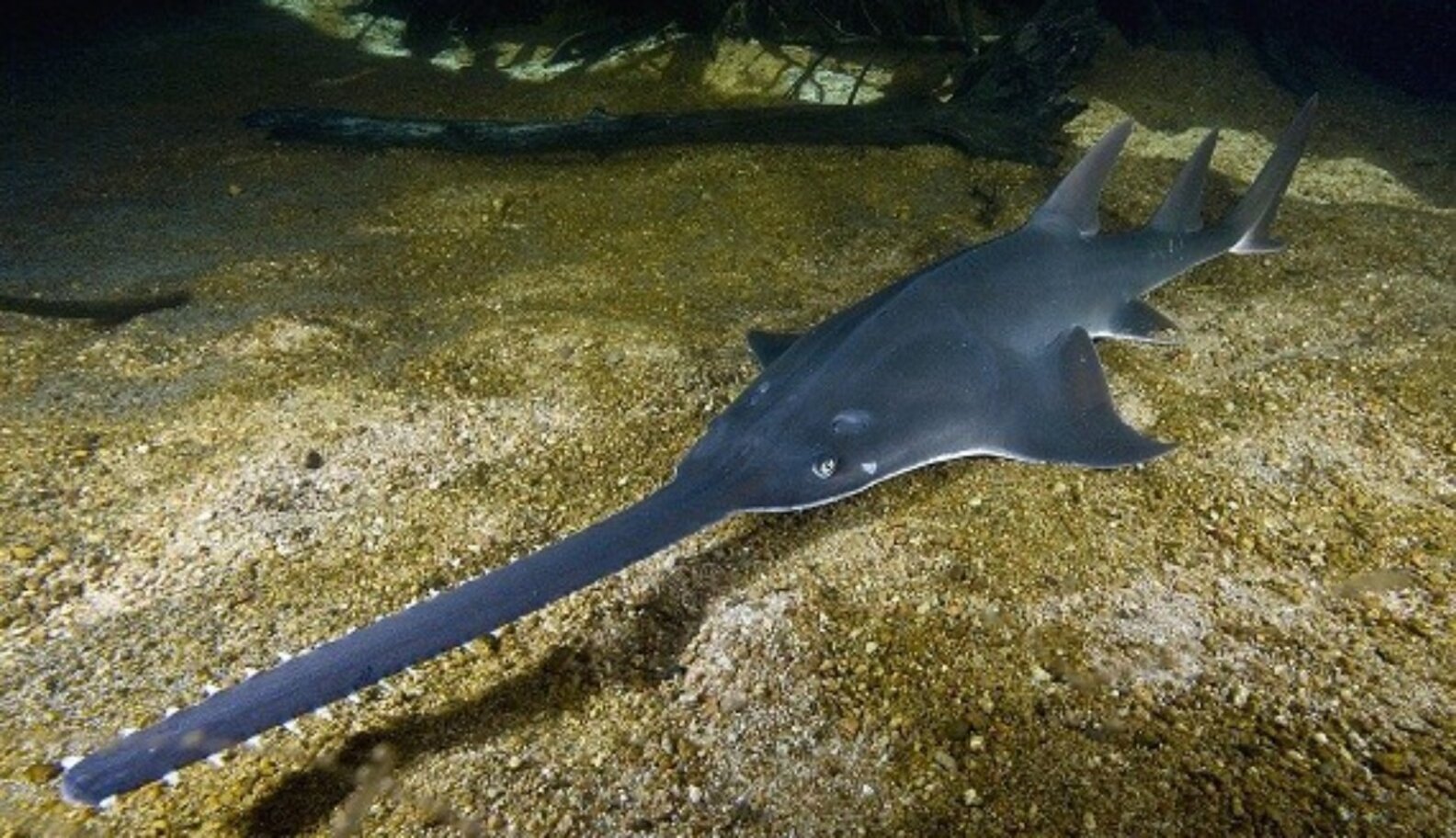 Meet Sawfish: A Family of Unique Rays that Need Conservation Attention ...