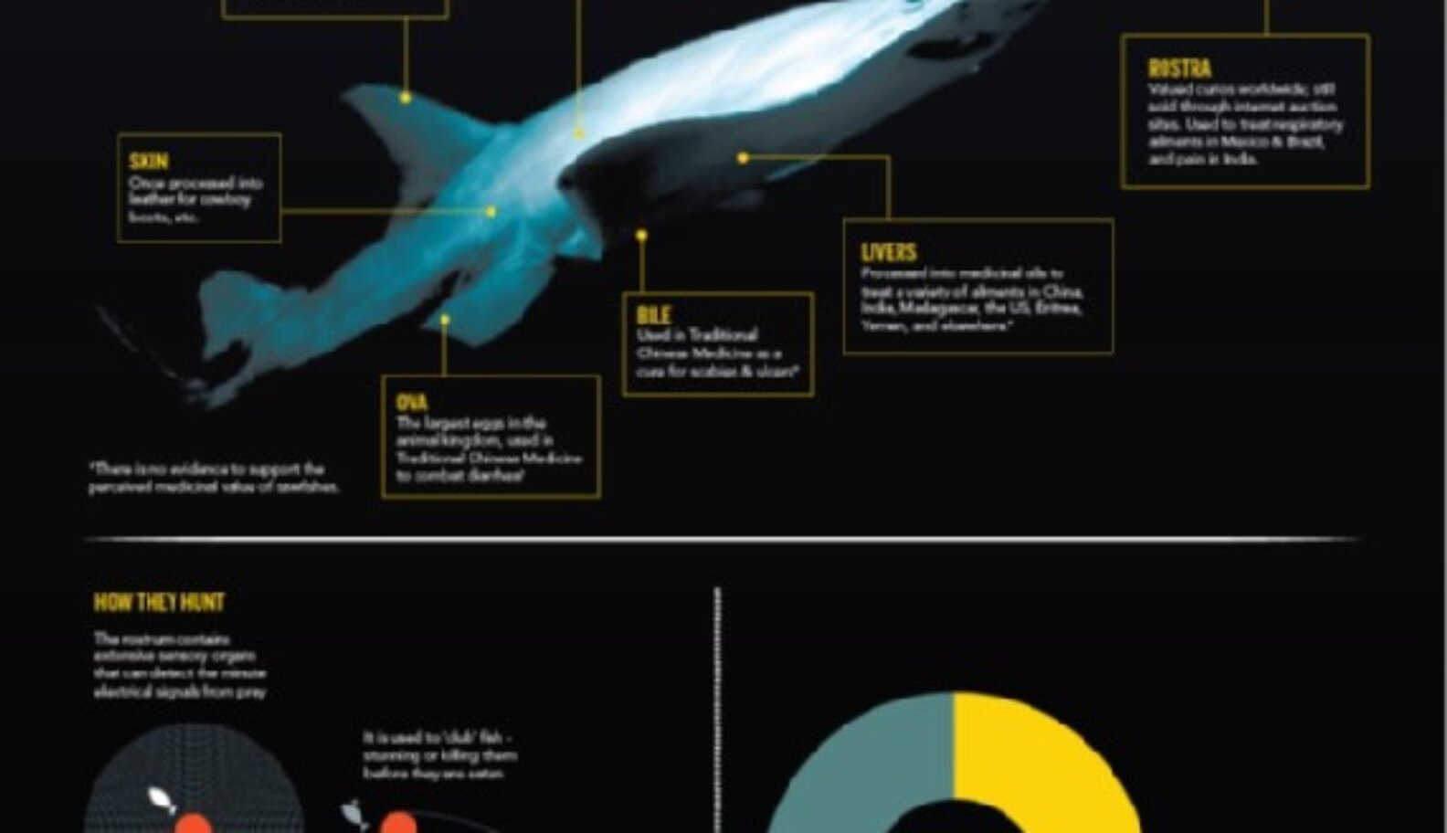 Meet Sawfish: A Family of Unique Rays that Need Conservation Attention ...