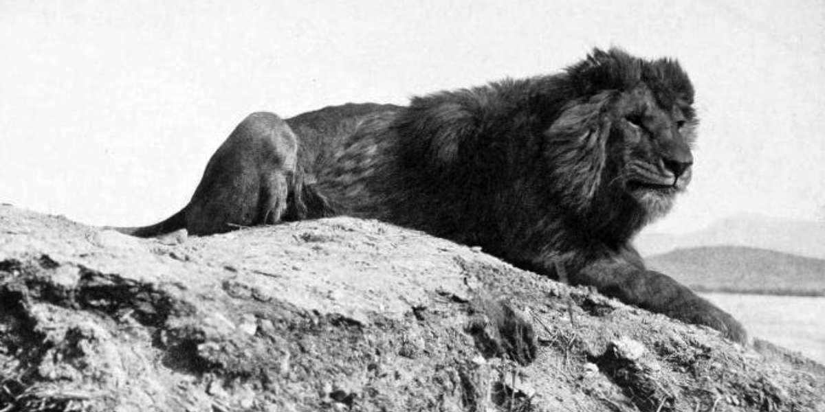 Extinct Barbary Lions Could One Day Roam Again - The Dodo