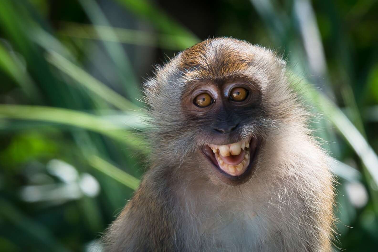 9 Animals Who Have More In Common With Humans Than You Think - The Dodo