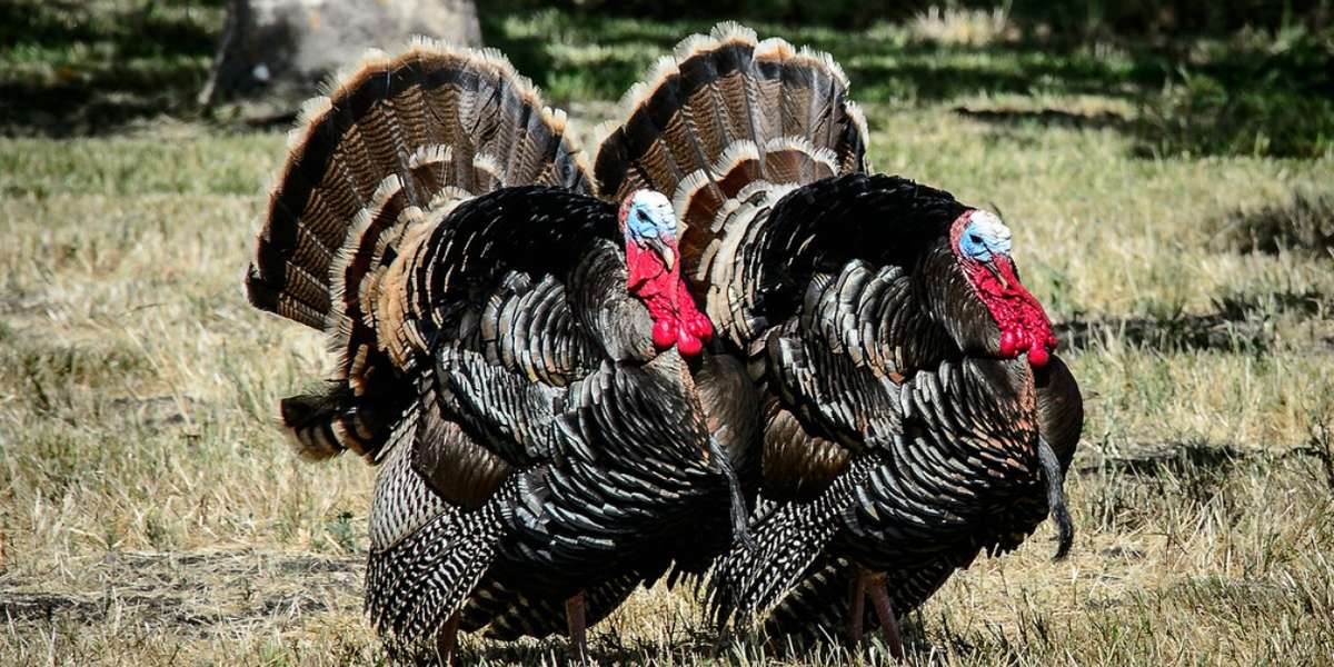 20 Beautiful Reasons To Pardon A Turkey This Thanksgiving - The Dodo
