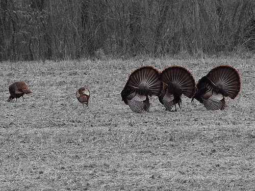 20 Beautiful Reasons To Pardon A Turkey This Thanksgiving - The Dodo