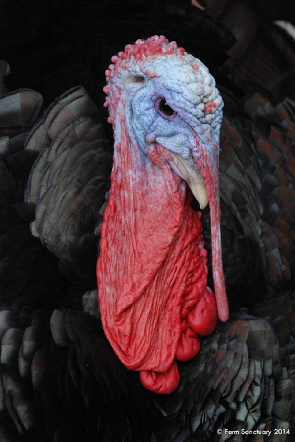 20 Beautiful Reasons To Pardon A Turkey This Thanksgiving - The Dodo